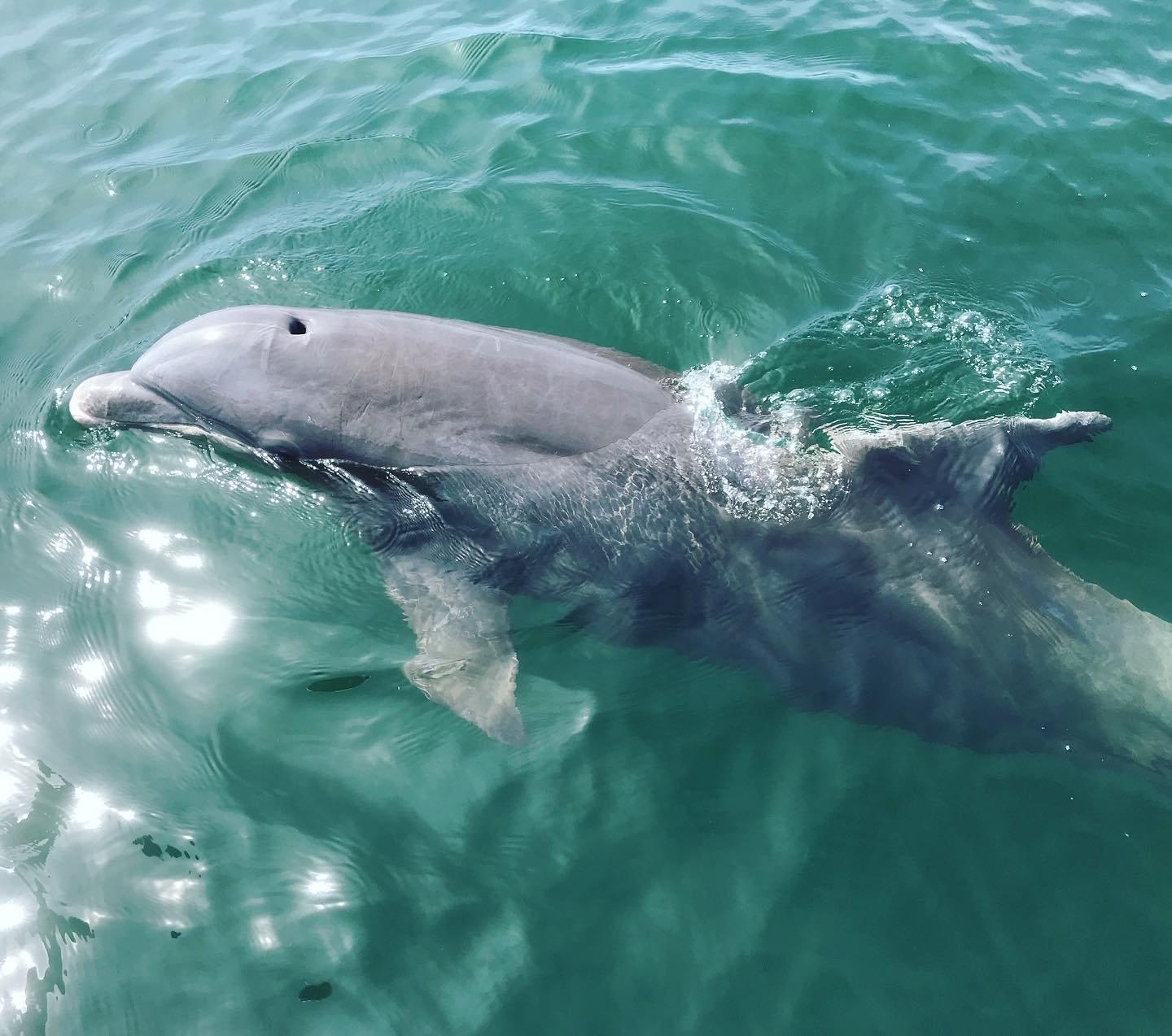 5 Places to See Dolphins in Pensacola | Visit Pensacola